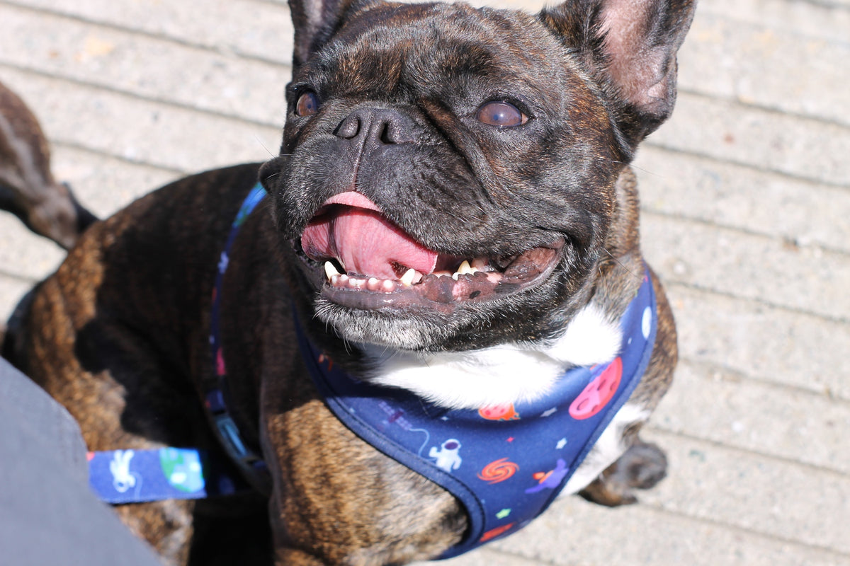 How smart are French Bulldogs? – The Frenchie Supply Company