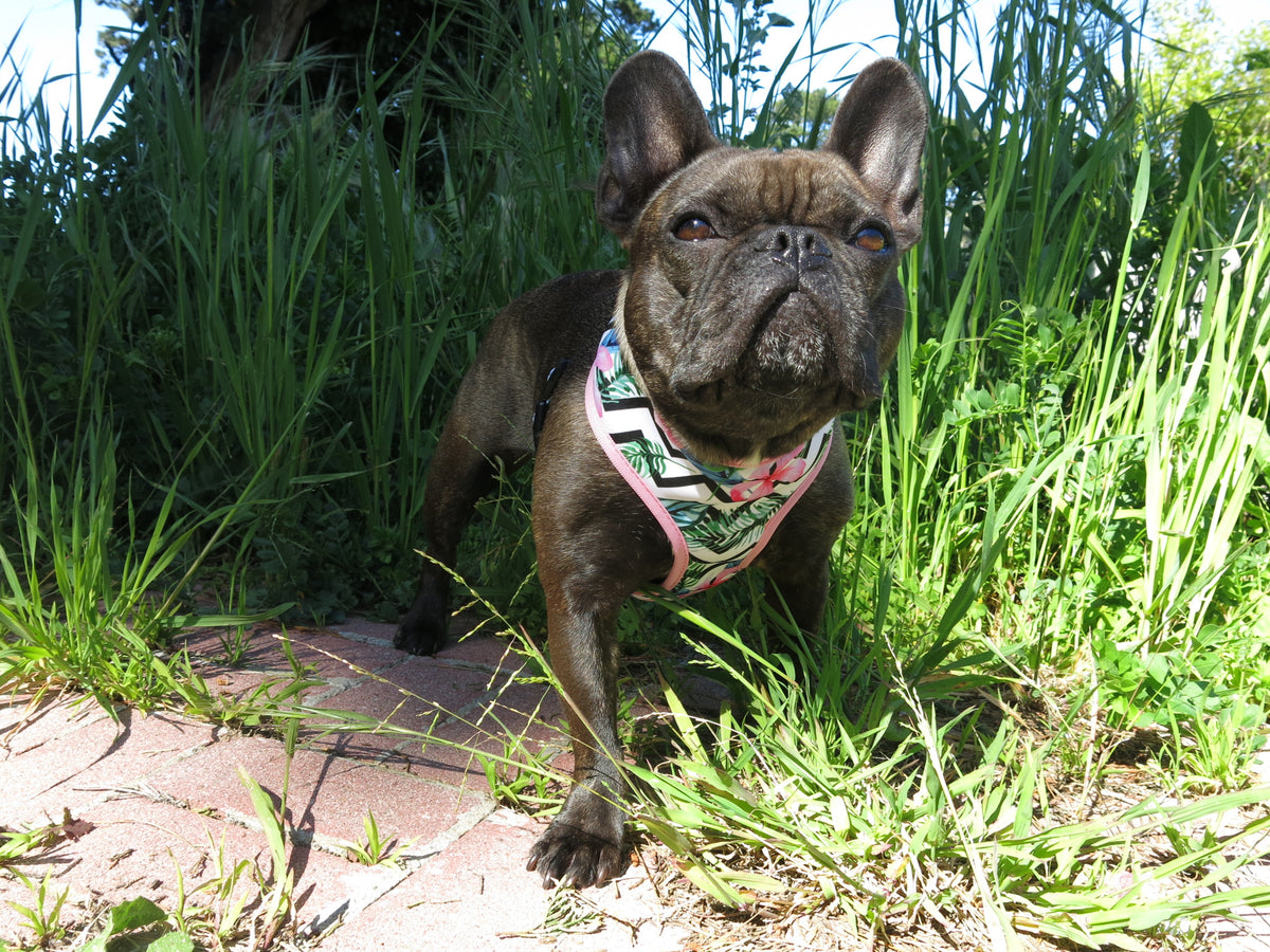 What is a Frenchie: Understanding the French Bulldog Breed – The ...