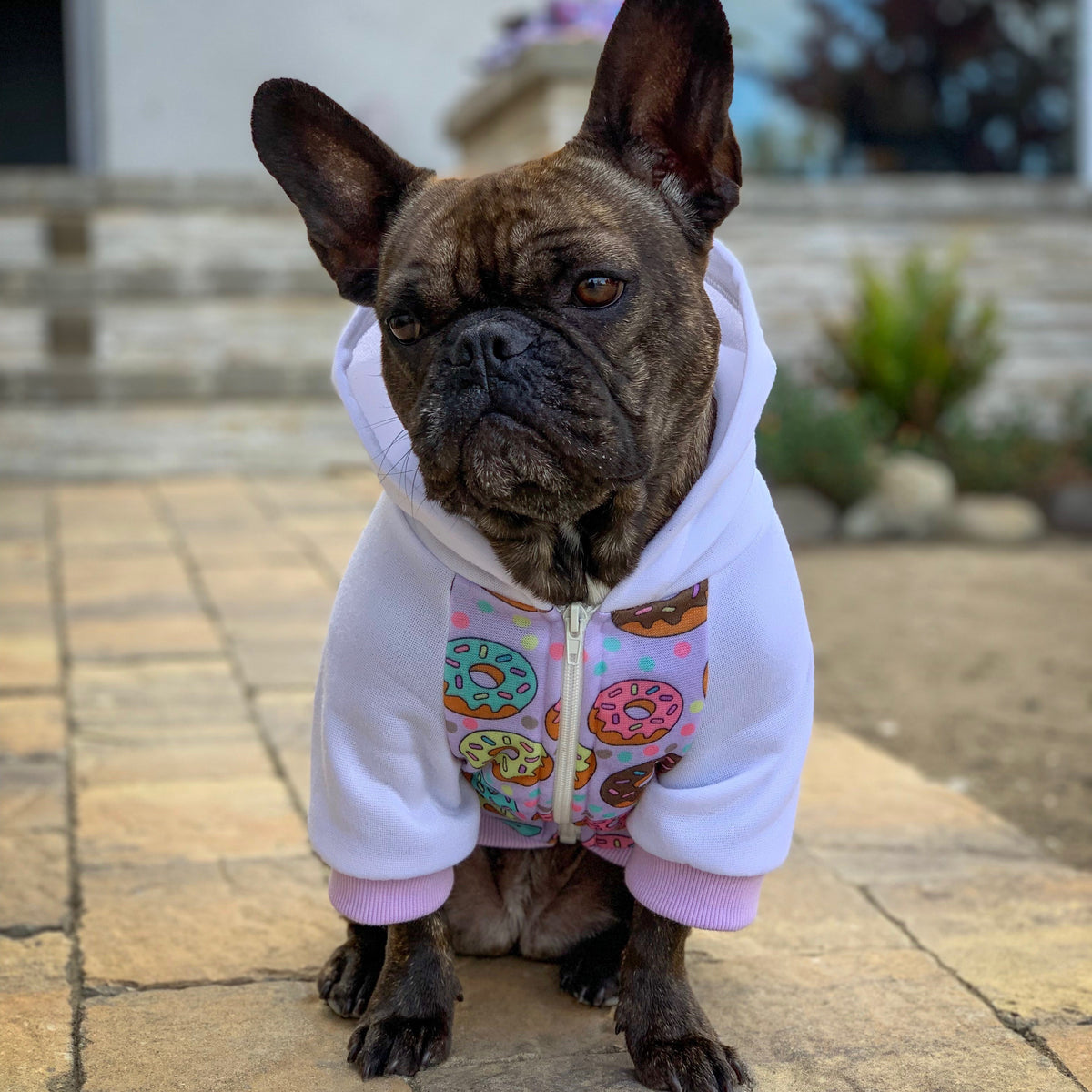 Older Frenchies Need These 3 Products – The Frenchie Supply Company