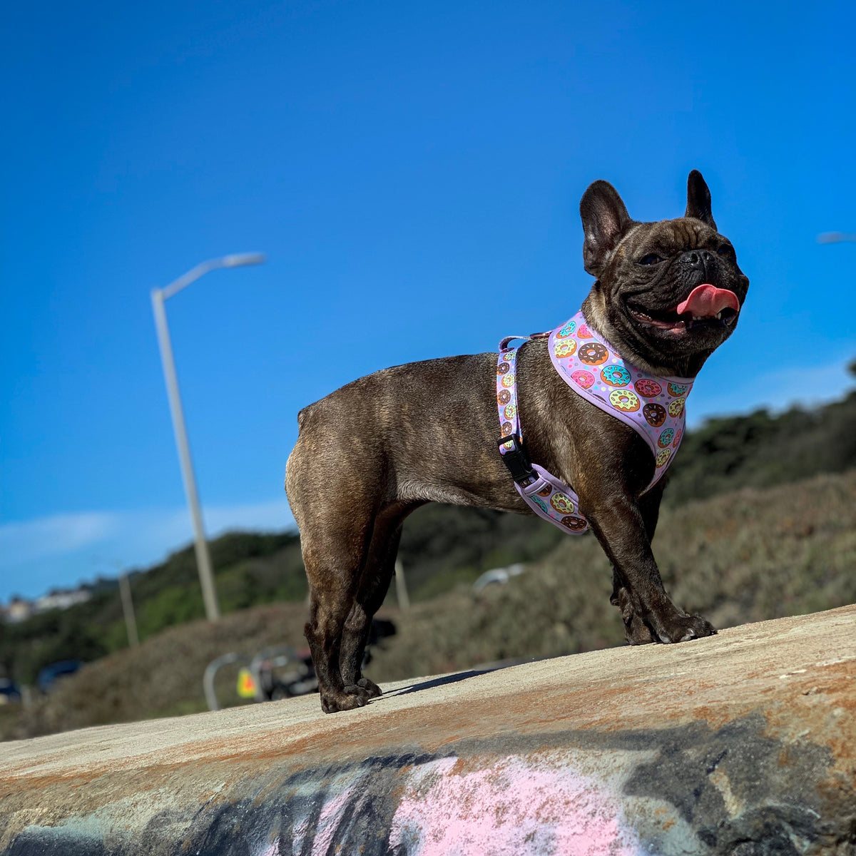 Top Reasons Why Frenchies Are So Popular – The Frenchie Supply Company