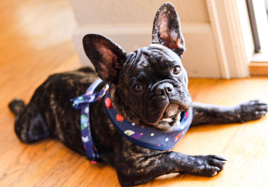 Do French Bulldogs Have Health Issues? – The Frenchie Supply Company