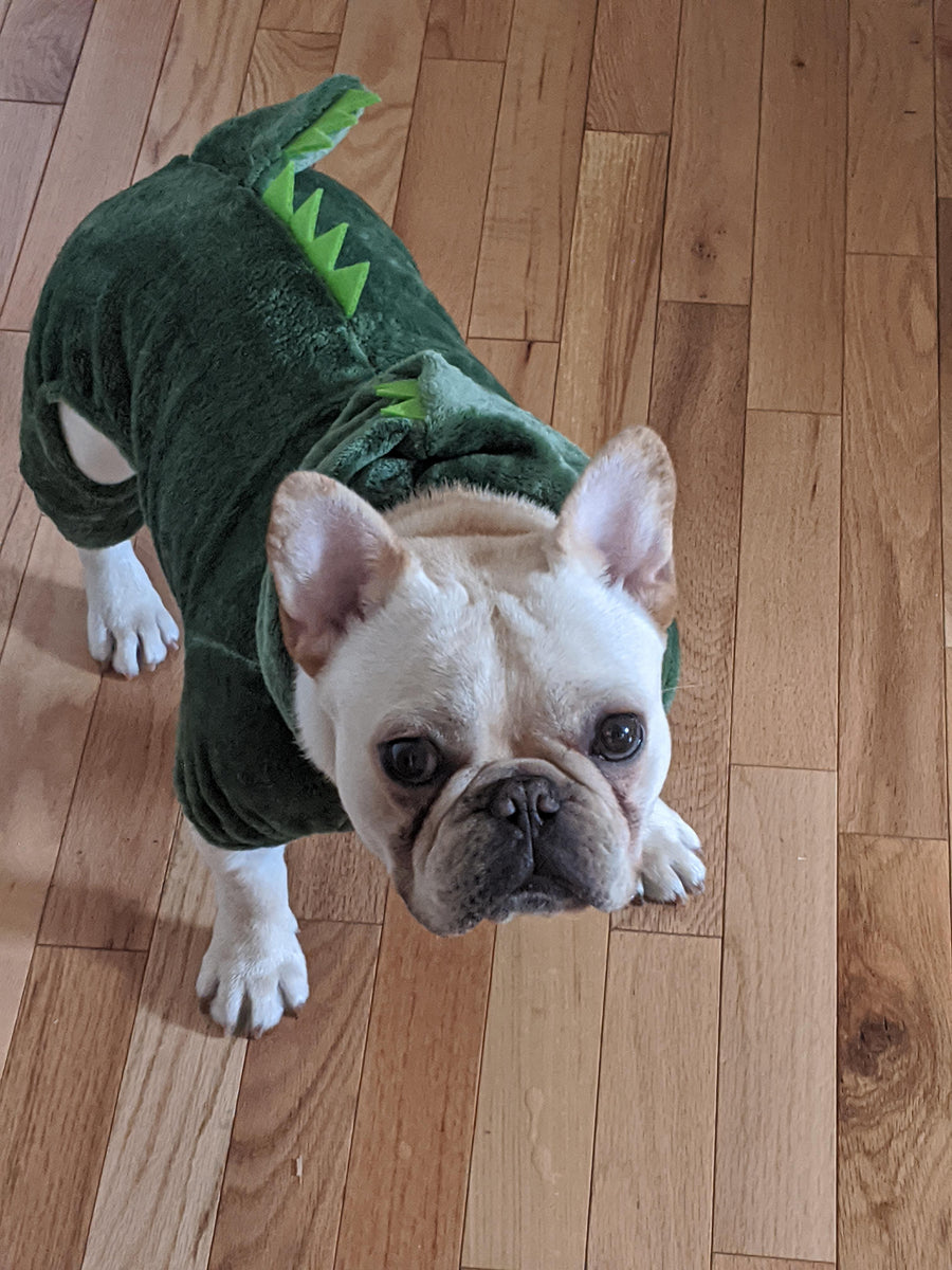 How to Potty Train a French Bulldog – The Frenchie Supply Company