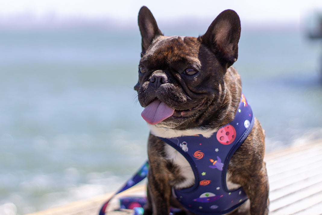 Frenchie Supply Company – The Frenchie Supply Company