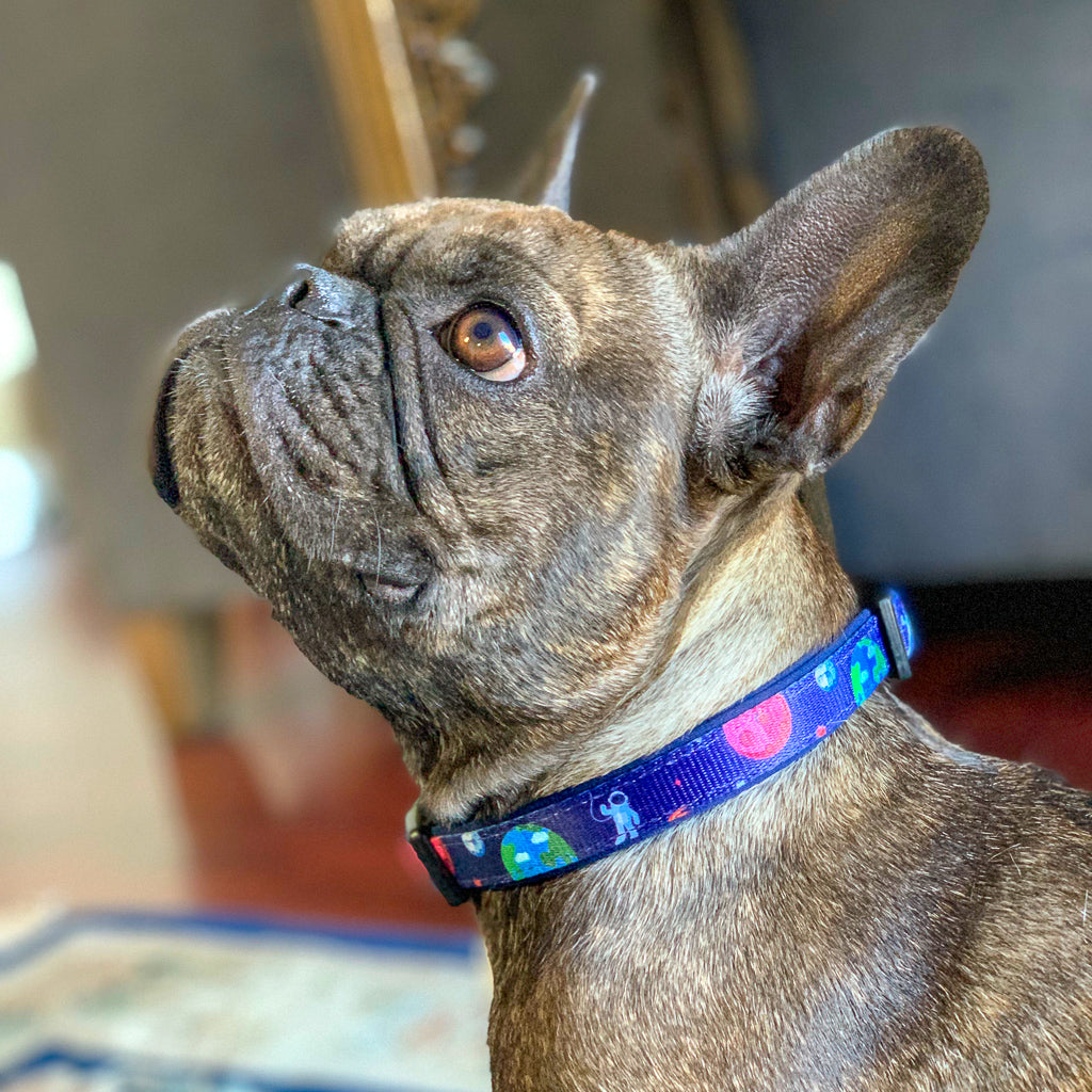Frenchie Supply Collar - Outer Space – The Frenchie Supply Company